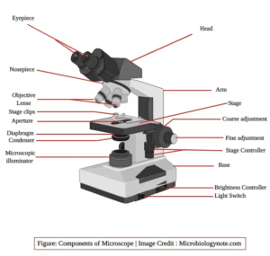 Bright Field Microscope - Definition, Parts, Working Principle ...