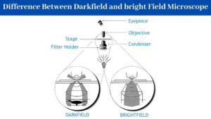 Bright Field Microscope - Definition, Parts, Working Principle ...