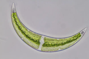 Bright Field Microscope - Definition, Parts, Working Principle ...
