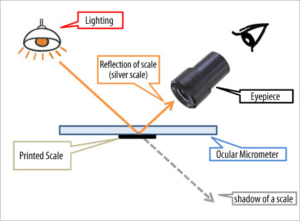 Ocular Micrometer - Definition, Principle, Parts, Applications ...