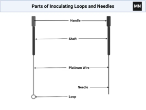 Inoculating Loops and Needles - Definition, Principle, Parts, Procedure ...