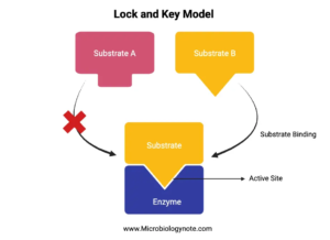 What is Lock and Key Model? - Mechanism, Advantages, Limitations ...