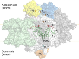 Photosystem I (PS1) - Structure, Functions - Biology Notes Online