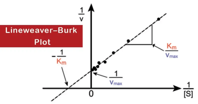 Lineweaverburk Plot Double Reciprocal Plot Biology Notes Online 0692