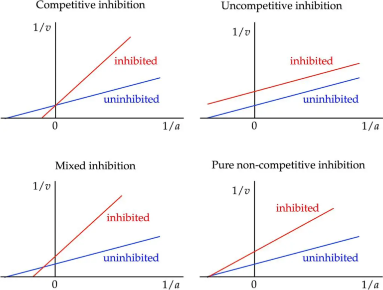 Lineweaver–Burk Plot - Double Reciprocal Plot - Biology Notes Online