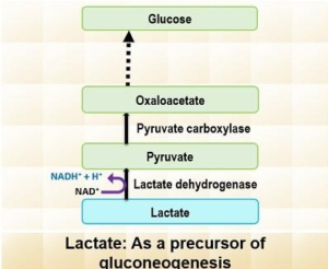 Gluconeogenesis - Definition, Steps, Reactions, Substrates, Importance ...