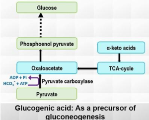 Gluconeogenesis - Definition, Steps, Reactions, Substrates, Importance ...