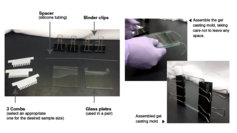 SDS-PAGE - Sodium Dodecyl Sulfate Polyacrylamide Gel Electrophoresis ...
