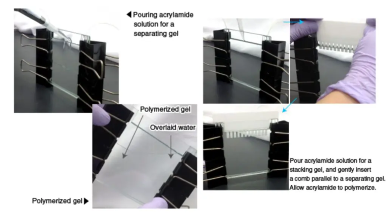 SDS-PAGE - Sodium Dodecyl Sulfate Polyacrylamide Gel Electrophoresis ...