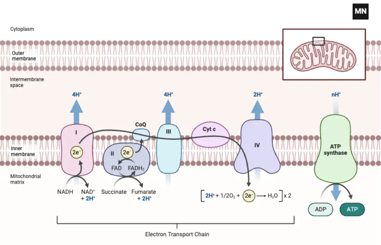 Electron Transport Chain - Diagram, Definition, Steps, Products ...
