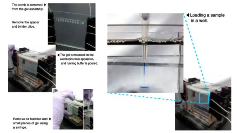 SDS-PAGE - Sodium Dodecyl Sulfate Polyacrylamide Gel Electrophoresis ...