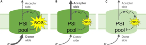 Photosystem I (PS1) - Structure, Functions - Biology Notes Online