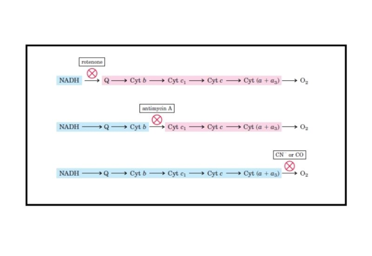 Electron Transport Chain - Diagram, Definition, Steps, Products ...