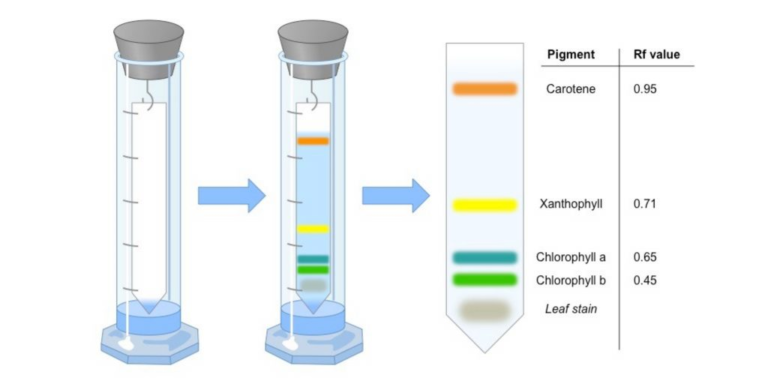 Paper Chromatography - Principle, Types, Instrumentation, Steps ...
