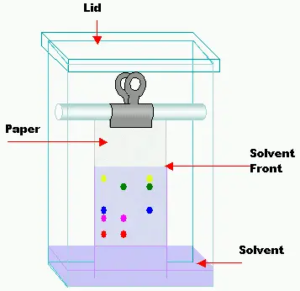 Paper Chromatography - Principle, Types, Instrumentation, Steps ...