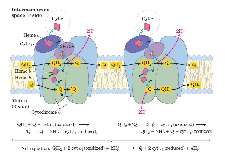 Electron Transport Chain Labeled Diagram