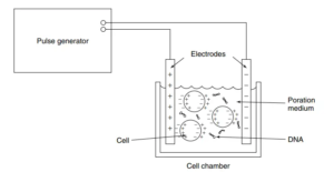 Electroporator – Definition, Principle, Types, Protocol, Applications ...