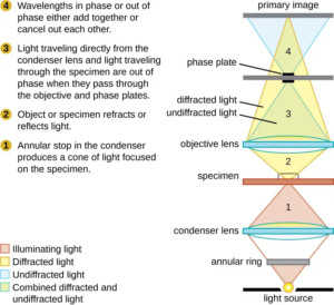 Compound Microscope - Principle, Parts, Diagram Definition, Application ...