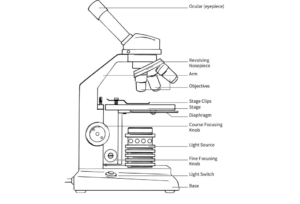 Compound Microscope - Principle, Parts, Diagram Definition, Application ...