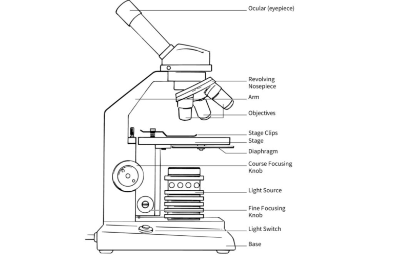 Compound Microscope - Principle, Parts, Diagram Definition, Application ...