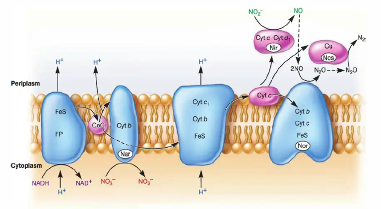 Pathogen Virulence Factors Definition and Pathogenicity - Biology Notes ...