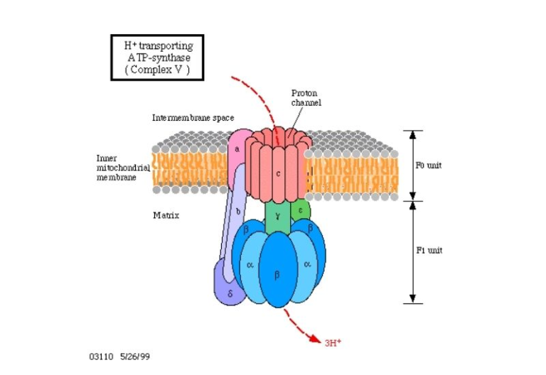 Electron Transport Chain - Diagram, Definition, Steps, Products ...