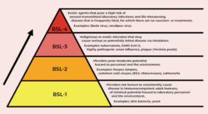 Biosafety Levels (BSL-1, BSL-2, BSL-3 And BSL-4) - Primary And ...
