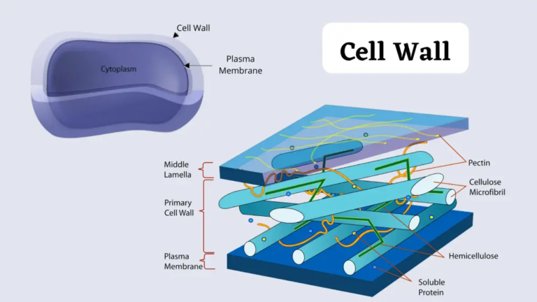 Cell Structure and Functions - Cell Organelles - Biology Notes Online