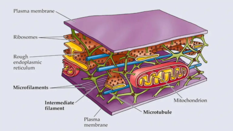 Cell Structure and Functions - Cell Organelles - Biology Notes Online