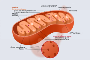 Cell Structure and Functions - Cell Organelles - Biology Notes Online