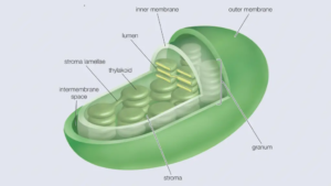 Cell Structure and Functions - Cell Organelles - Biology Notes Online