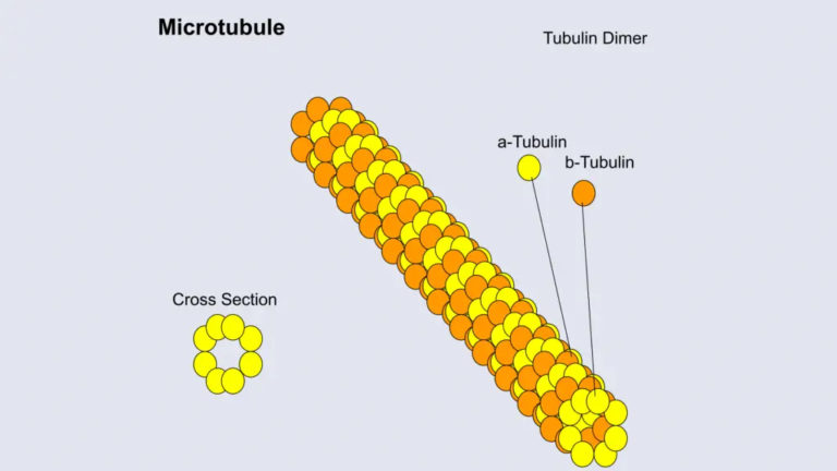 Cell Structure and Functions - Cell Organelles - Biology Notes Online