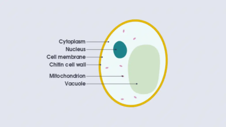 Cell Structure and Functions - Cell Organelles - Biology Notes Online
