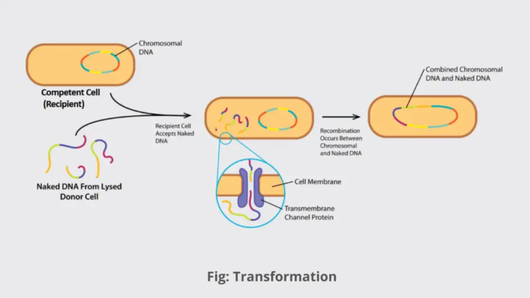 Prokaryotic Cell and Eukaryotic Cell - Biology Notes Online