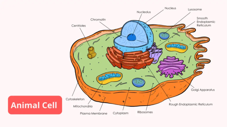 Cell - Definition, Structure, Types, Functions, Examples - Biology ...