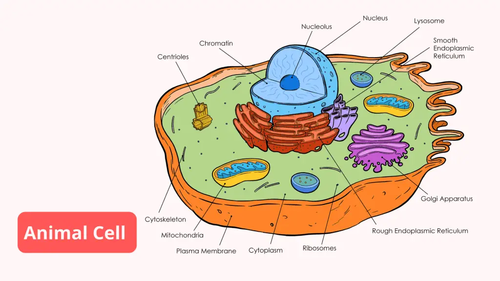Types Of Plant Cell Definition Structure Functions