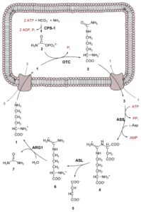 Urea Cycle - Steps, Reactions, Enzymes, Products, Regulation - Biology ...
