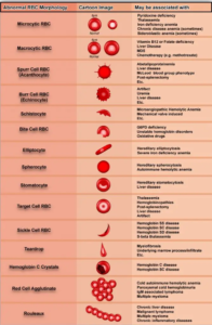 Red Blood Cell - Morphology, Size, Shape, Color and Inclusion Bodies ...