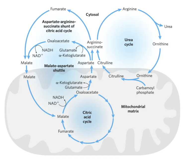 Urea Cycle - Steps, Reactions, Enzymes, Products, Regulation - Biology ...