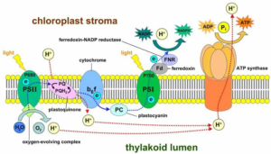 Stroma in chloroplast and Stroma in Animal Tissue - Biology Notes Online
