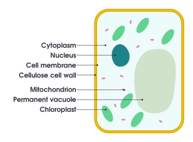Cell Organelles - Structure, Functions, Diagram - Biology Notes Online
