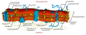 Plant cell - Structure, Definition, Diagram, Organelles - Biology Notes ...