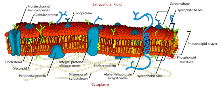 Plant cell - Structure, Definition, Diagram, Organelles - Biology Notes ...