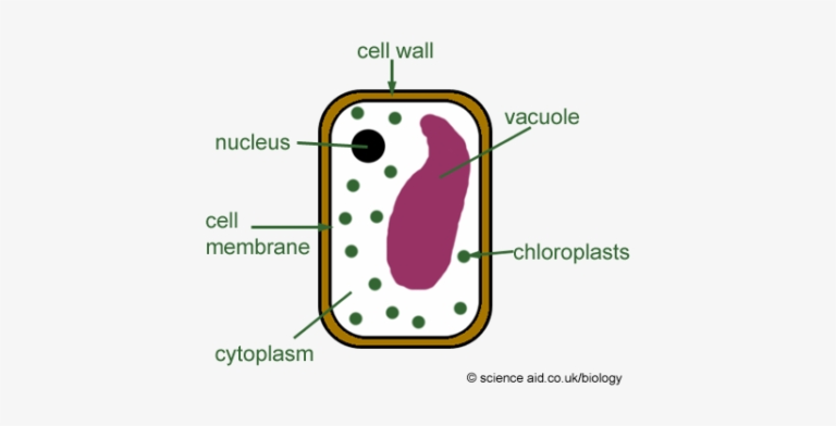 Plant cell - Structure, Definition, Diagram, Organelles - Biology Notes ...
