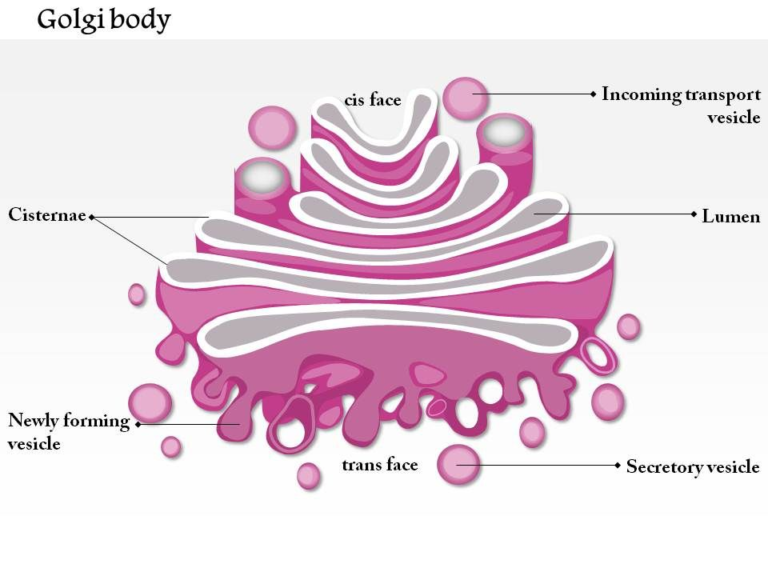 Plant cell - Structure, Definition, Diagram, Organelles - Biology Notes ...