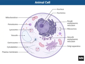 Cytoplasm - Functions, Structure, Definition, and Diagram - Biology ...