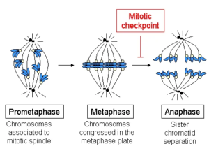 Metaphase - Definition, Stages, Applications - Biology Notes Online