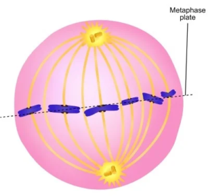 Metaphase - Definition, Stages, Applications - Biology Notes Online