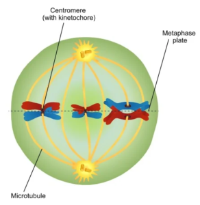 Metaphase - Definition, Stages, Applications - Biology Notes Online