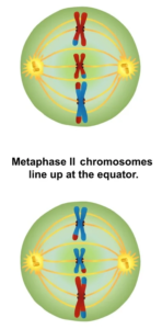 Metaphase - Definition, Stages, Applications - Biology Notes Online